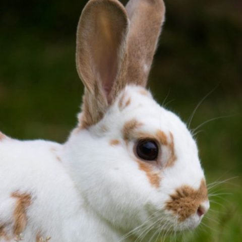 Smaller Animals | Small Breeds Farm Kington Herefordshire