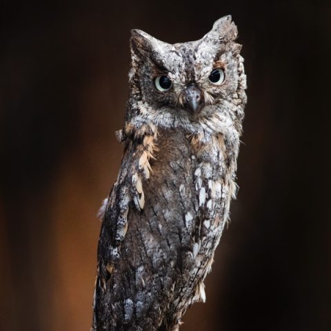 Our Owls | Small Breeds Farm Kington Herefordshire