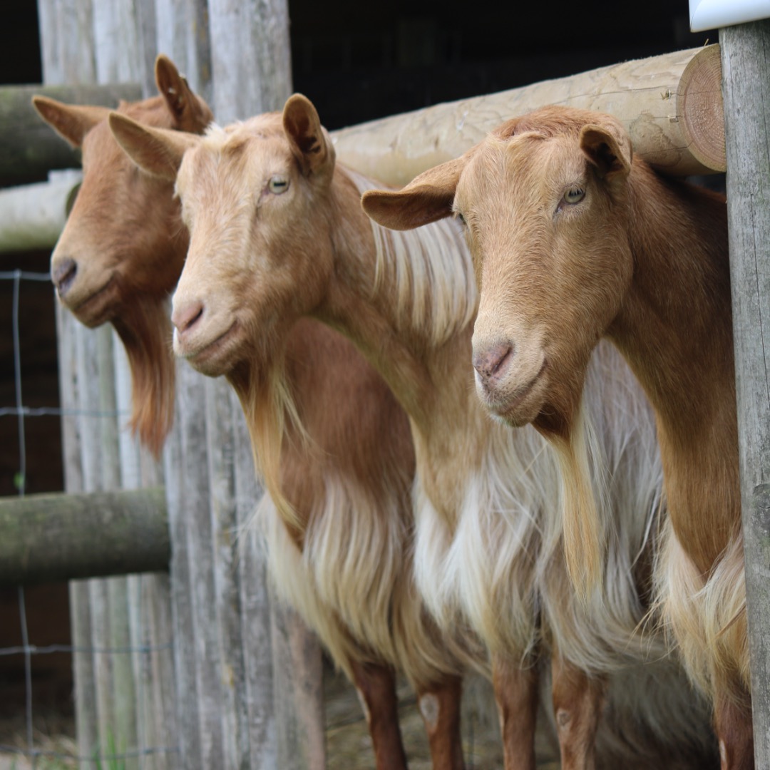 Adoption | Small Breeds Farm Kington Herefordshire